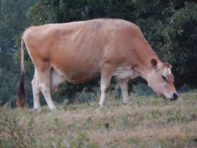 White Star Miniature Jerseys - Featured cow: ~ HCF Clarabelle ~ HCF ...