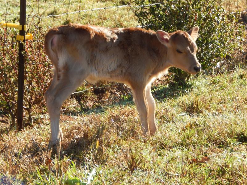 White Star Miniature Jerseys - Featured heifer: ~ White Star Farm ...
