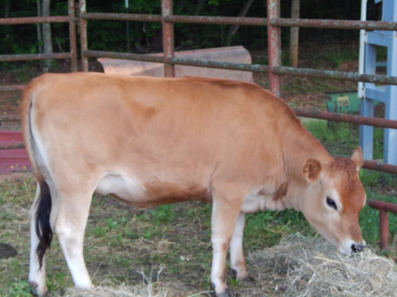 White Star Miniature Jerseys - Featured yearling heifer: ~ WHITE STAR ...