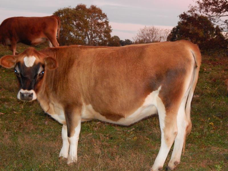 White Star Miniature Jerseys - Featured heifer: ~ BH Ruby ~ Please meet ...